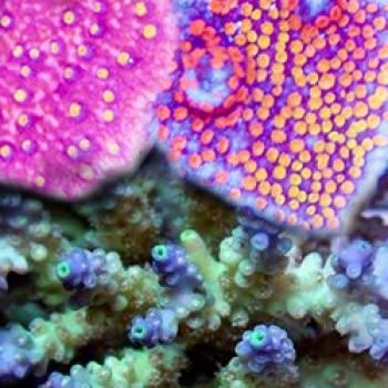 Live SPS Corals