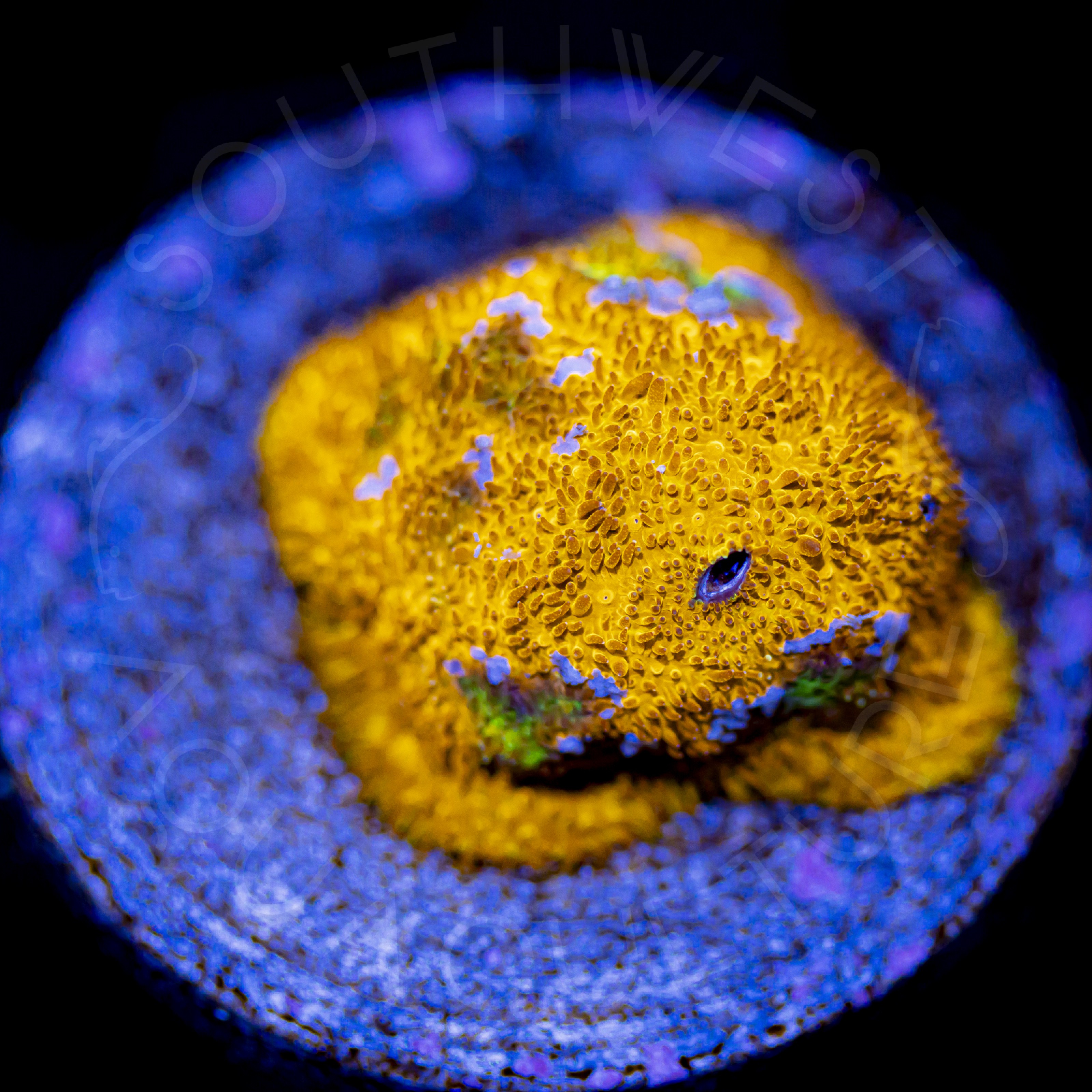 Gold Psammocora - WYSIWYG