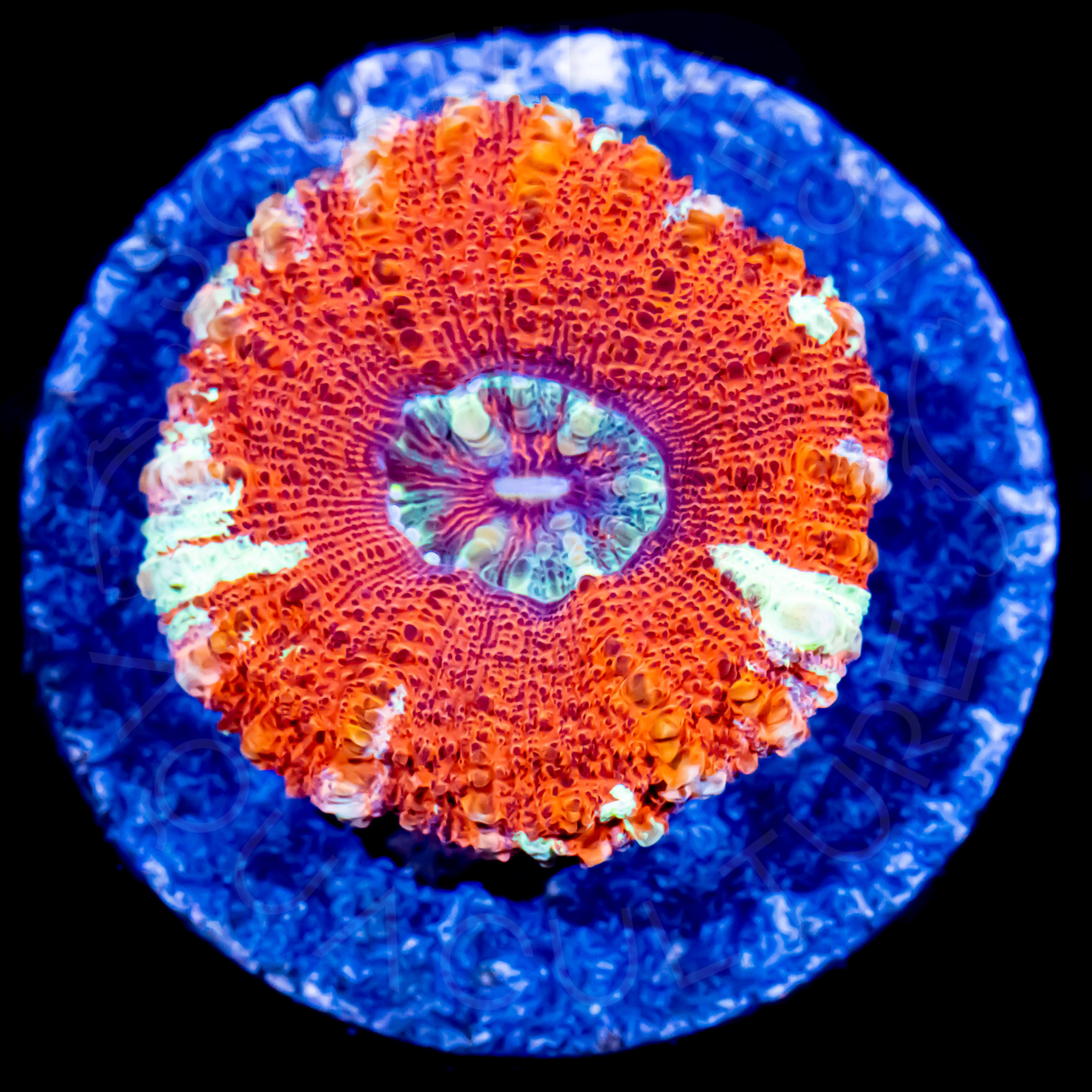 Ultra Aussie Mini Scoly - WYSIWYG