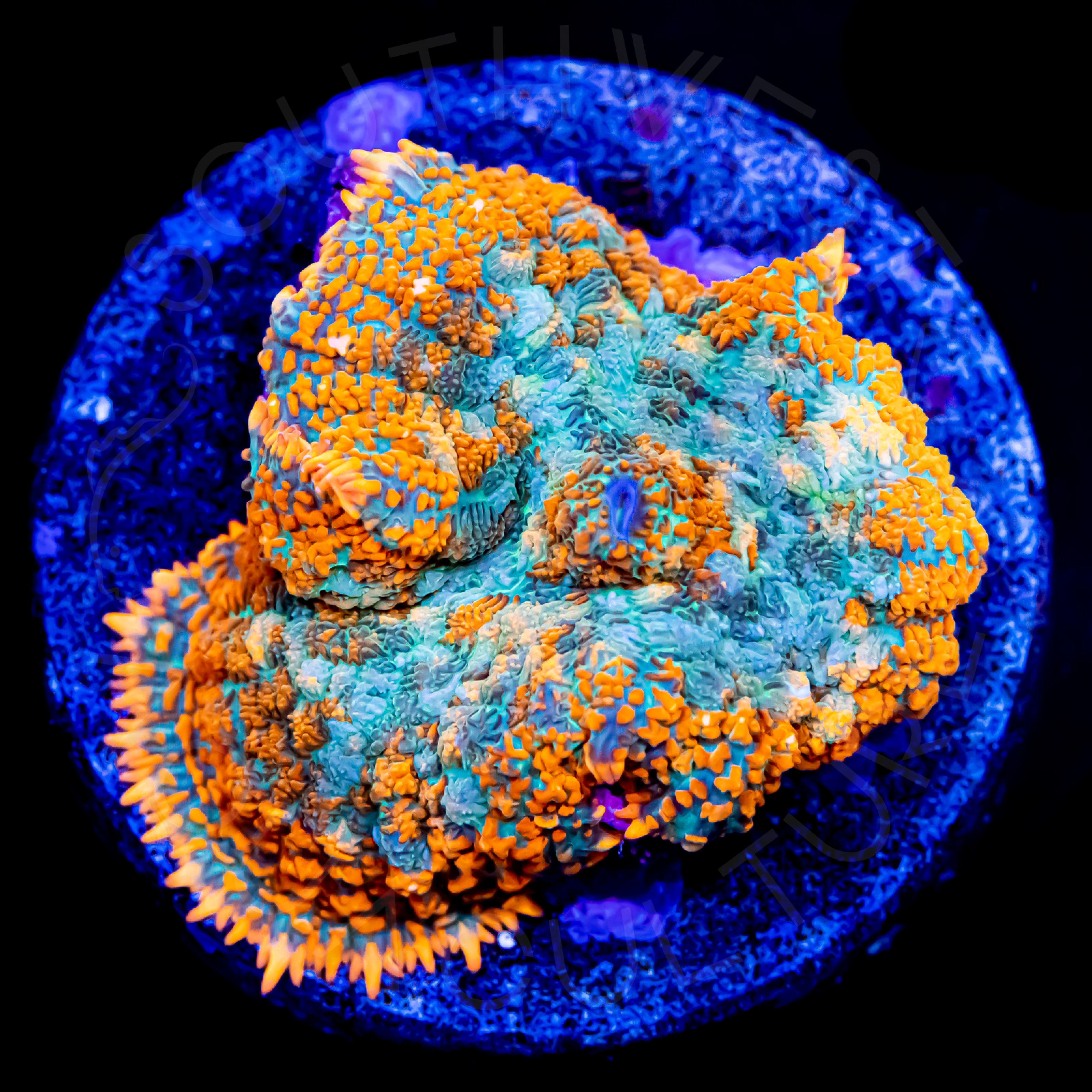 Ultra Bullseye Rhodactis - WYSIWYG