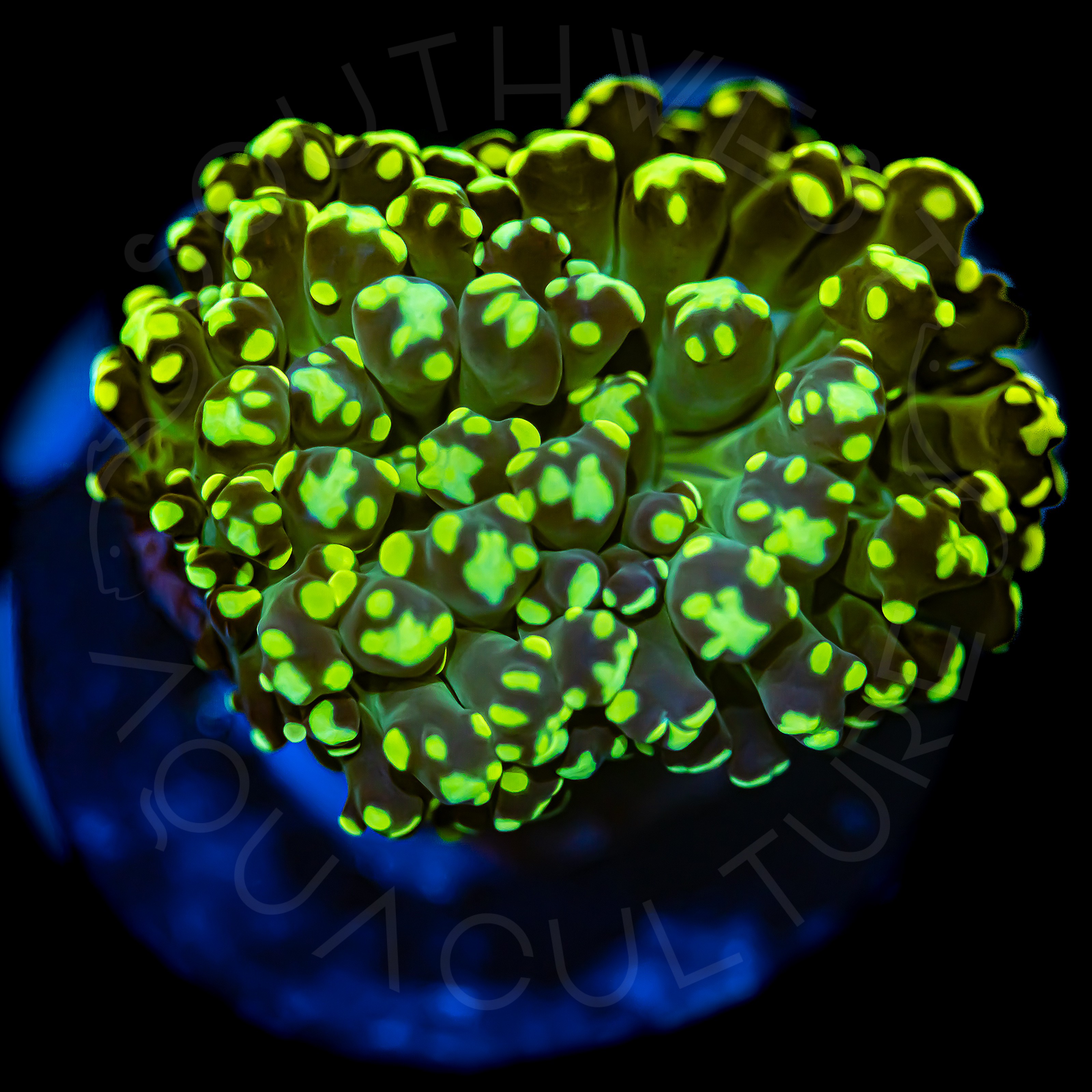 Neon Tip Frammer - WYSIWYG