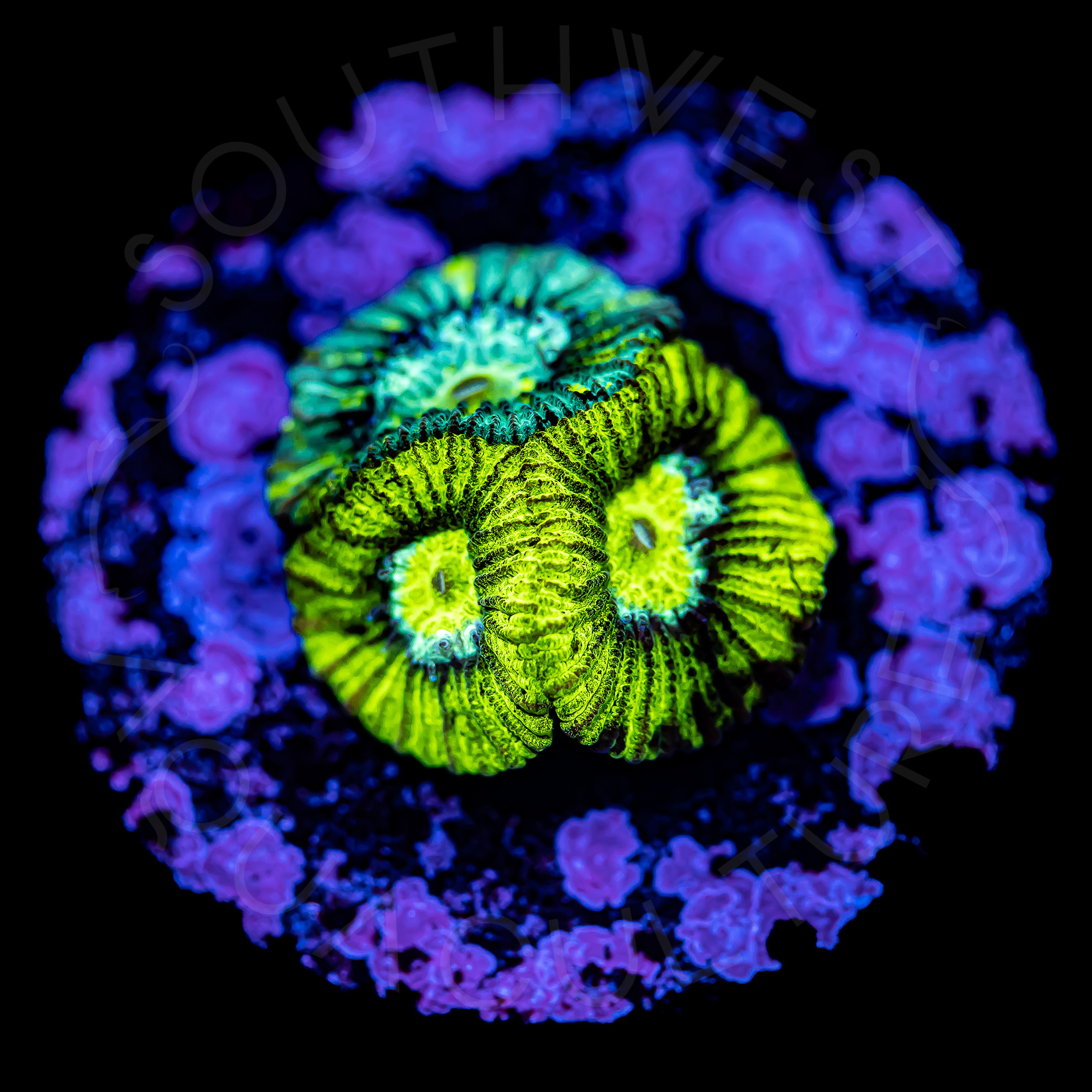 Green Favia - WYSIWYG