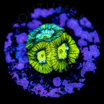 Green Favia - WYSIWYG