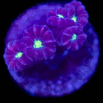 Purple Candy Cane - WYSIWYG