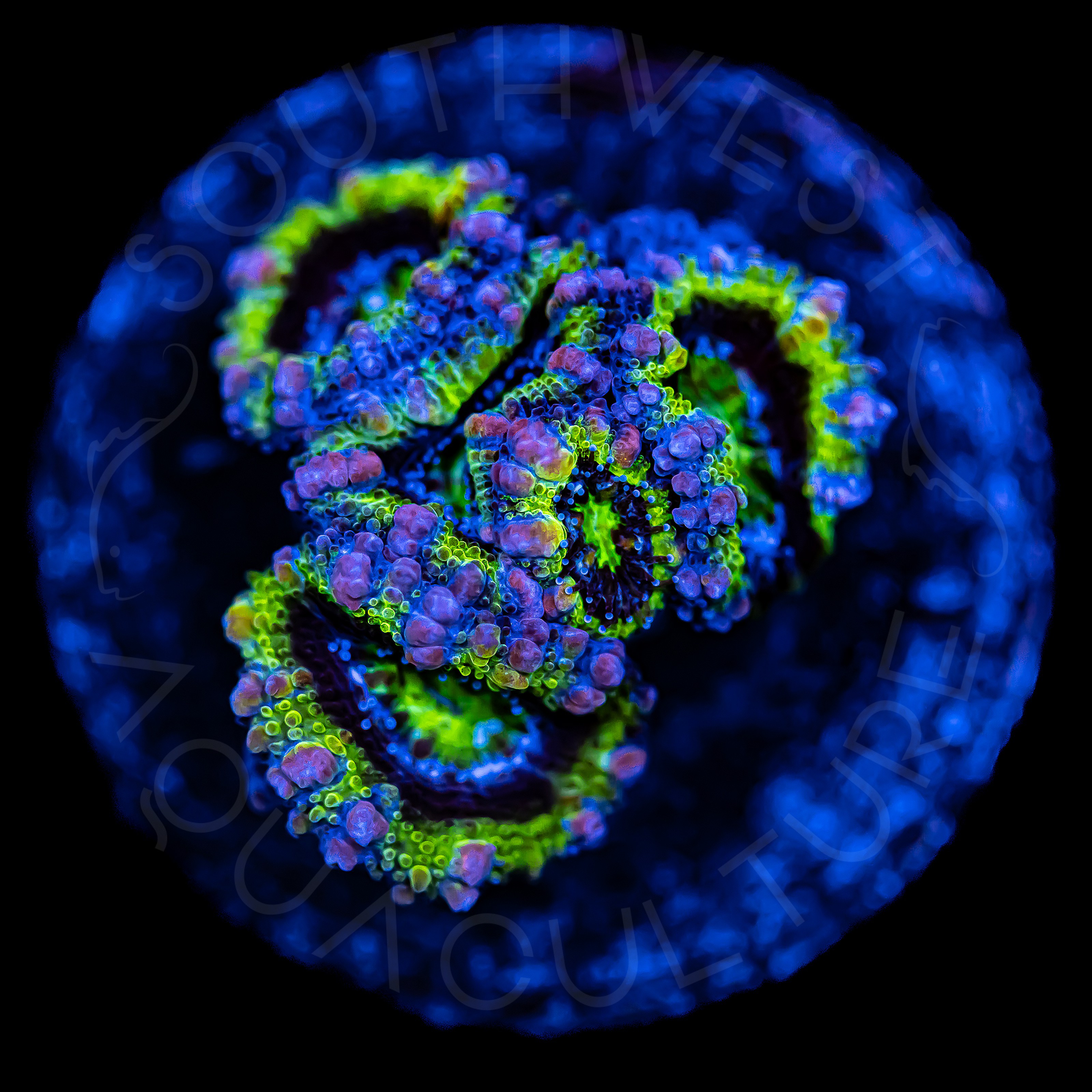 Ultra Micromussa - WYSIWYG