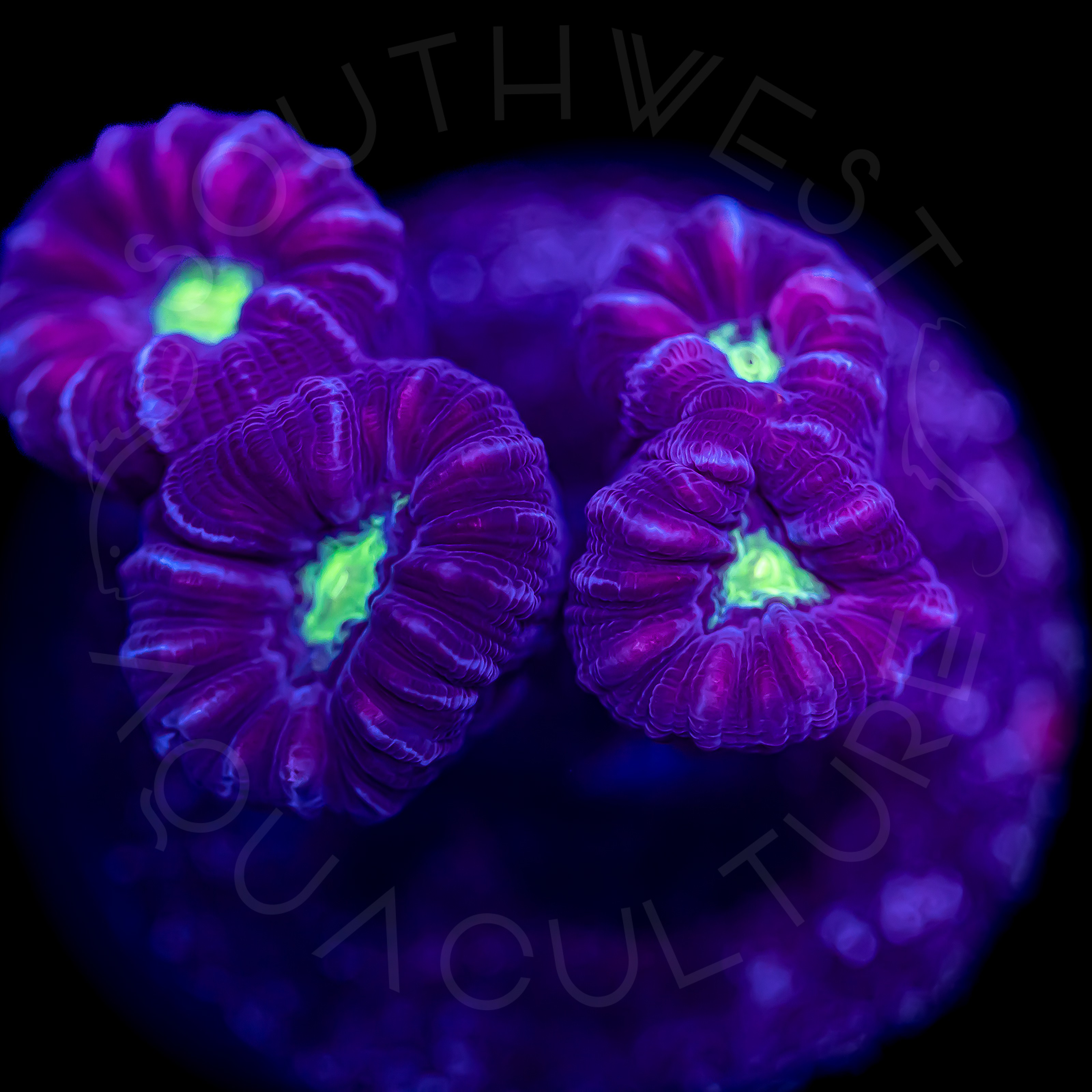 Purple Candy Cane - WYSIWYG