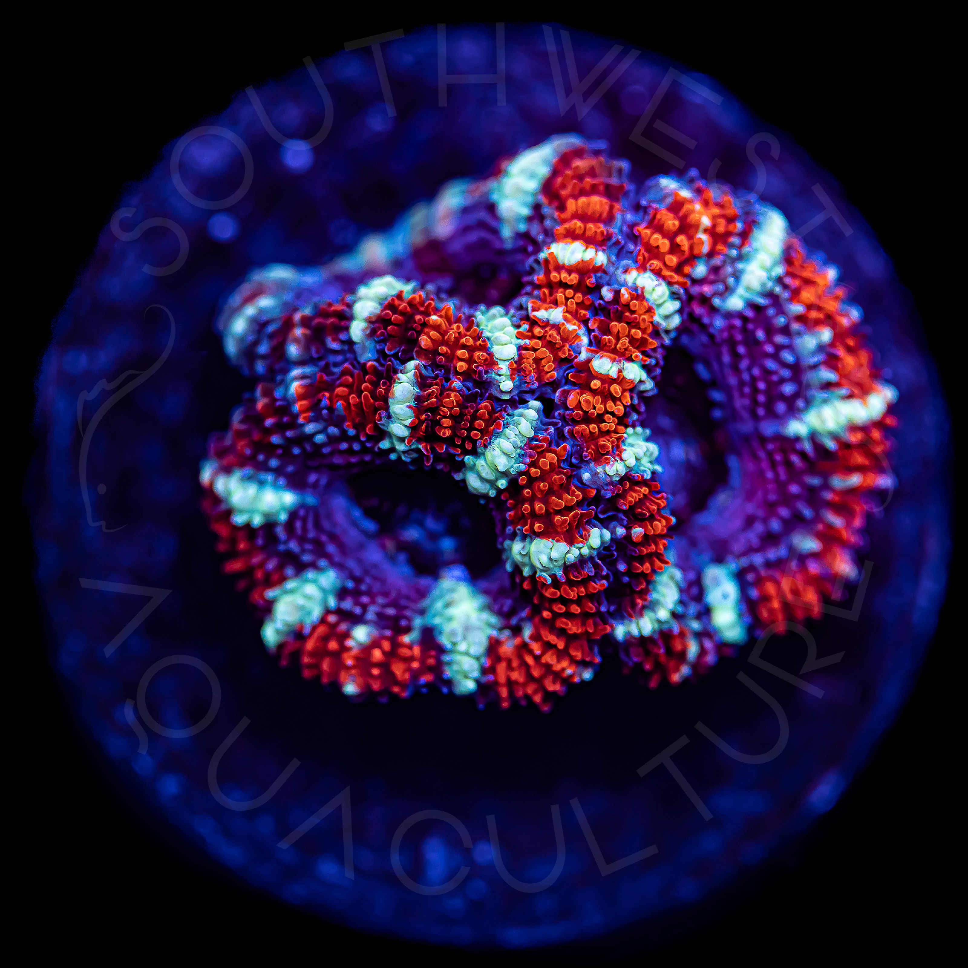 Ultra Micromussa - WYSIWYG