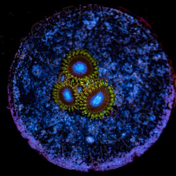 Smurfs Blood Zoanthids - WYSIWYG