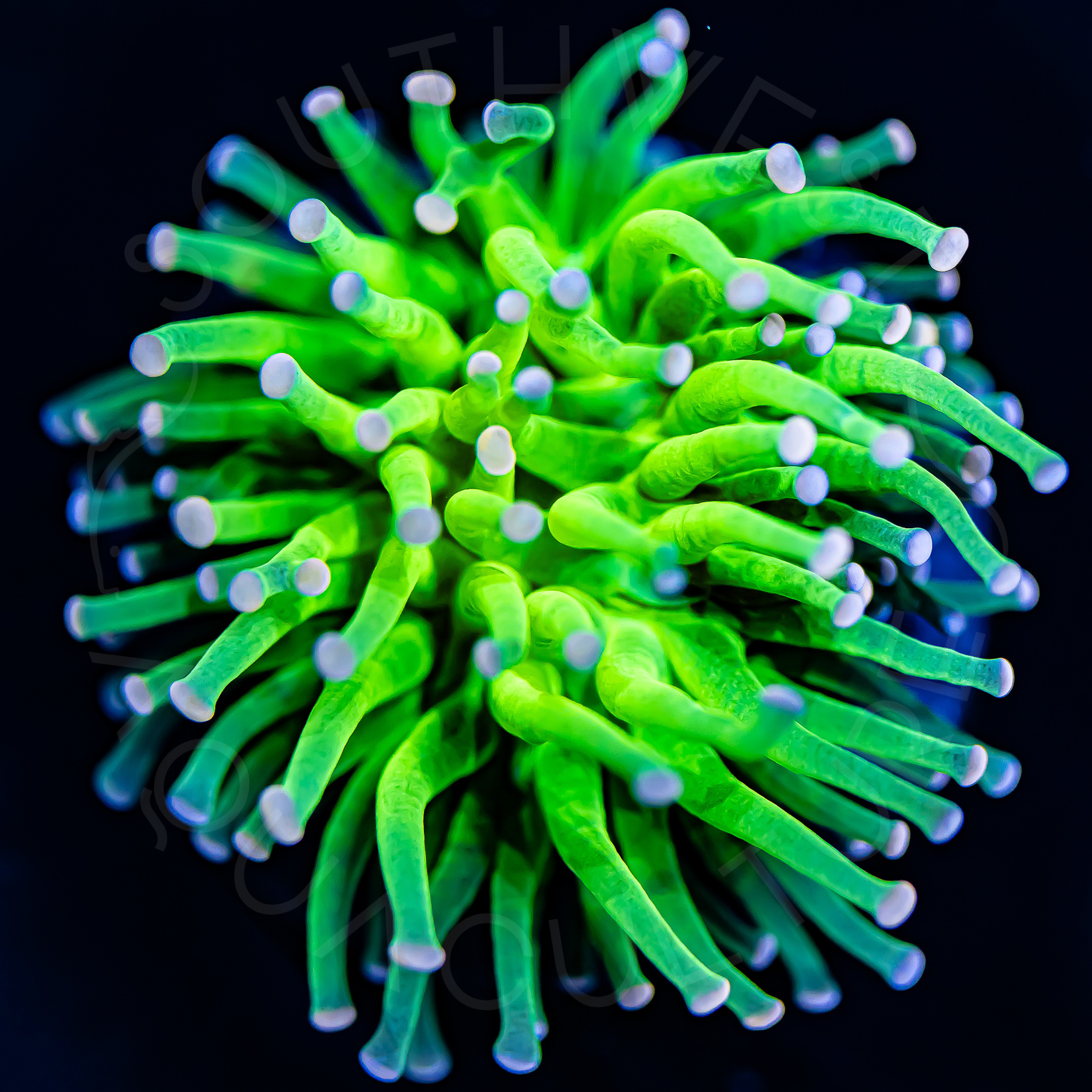 Cotton Candy Torch - WYSIWYG