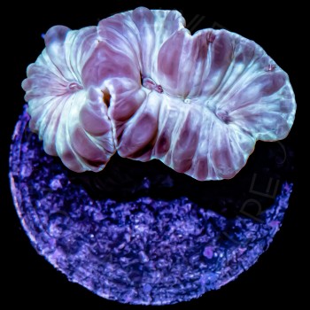 Fox Coral - WYSIWYG