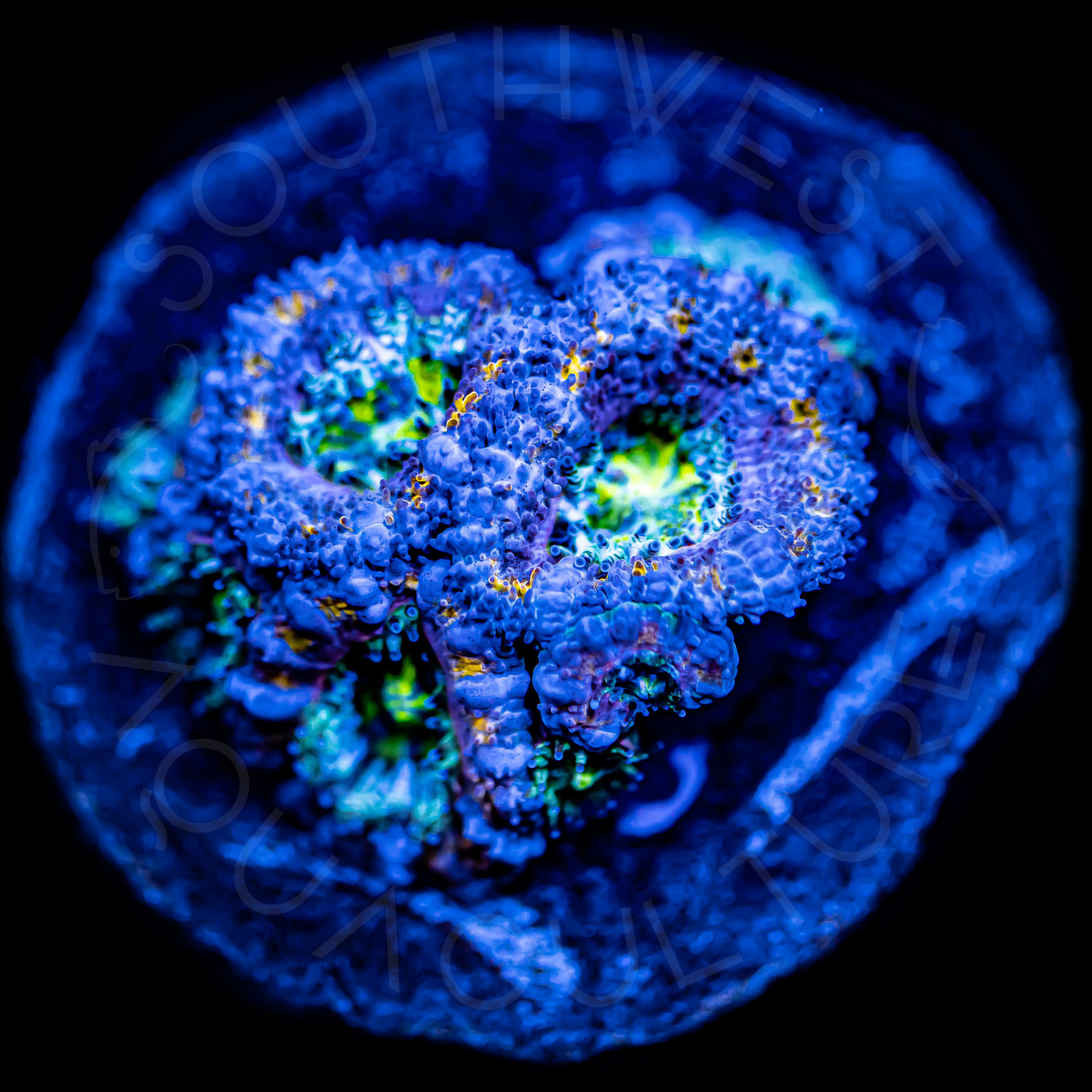 Artic Blue Micromussa - WYSIWYG