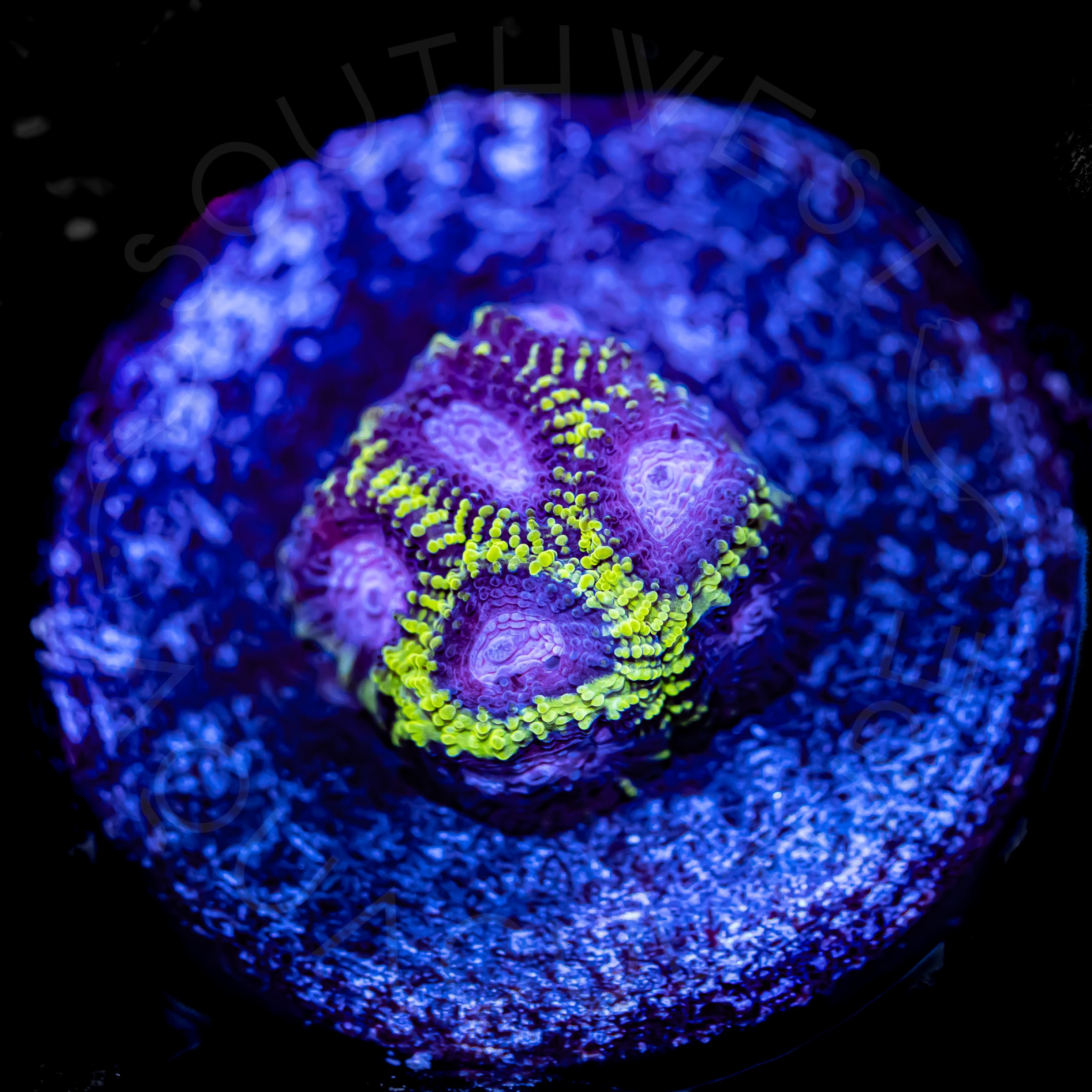 All corals