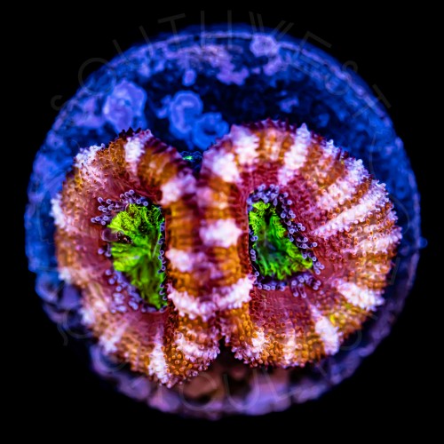 Smurfs Blood Zoanthids - WYSIWYG