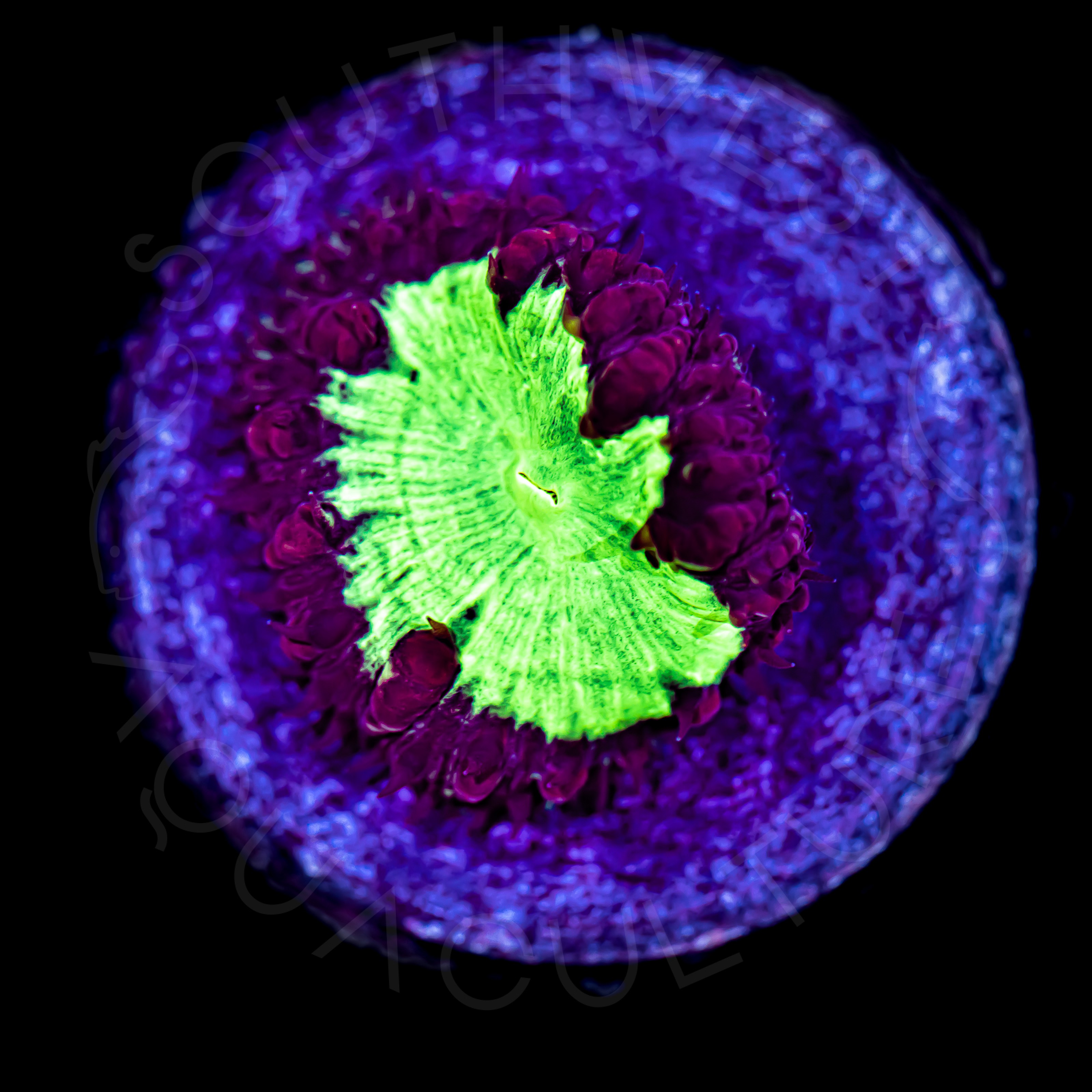 Kryptonite Blasto - WYSIWYG