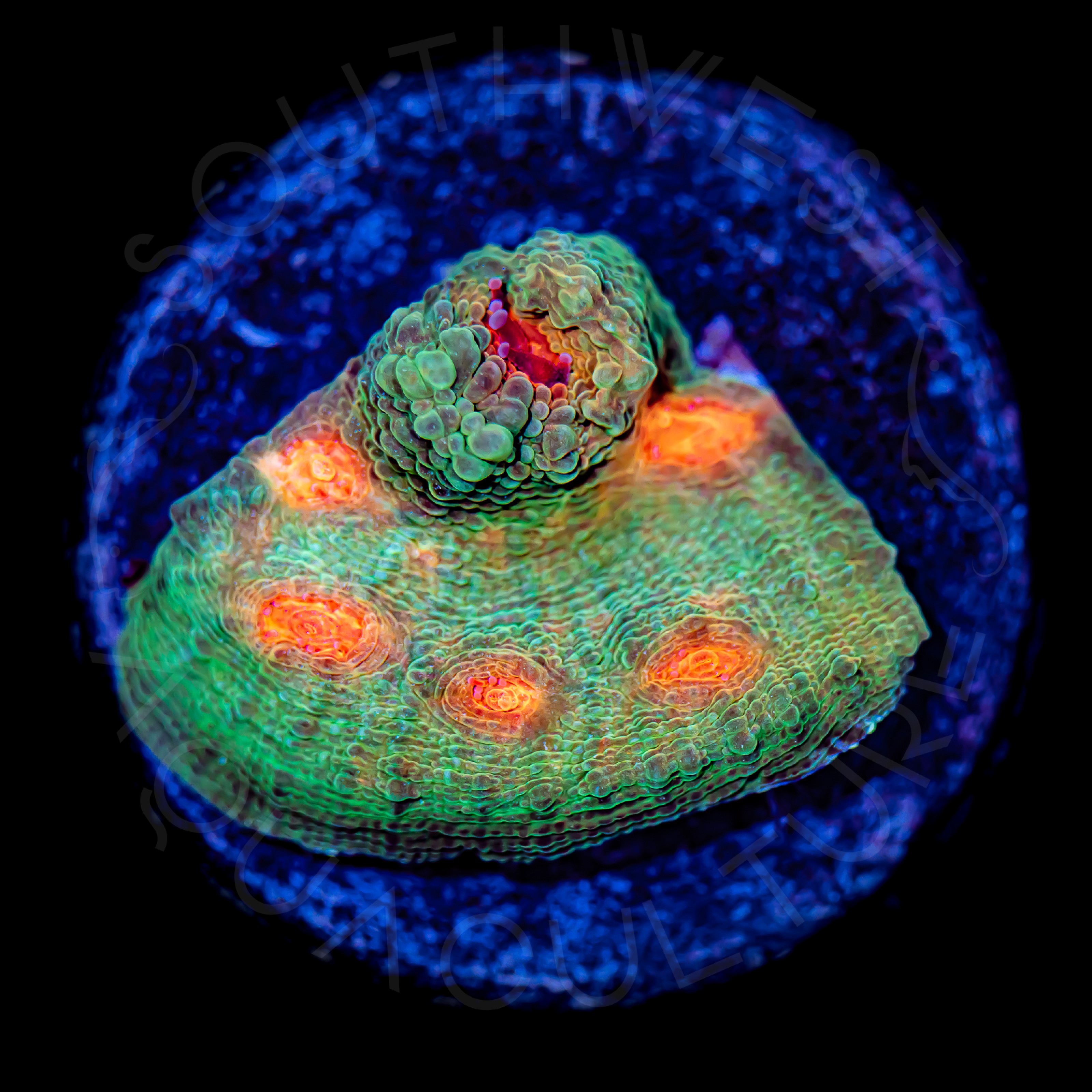 Orange Eye Chalice - WYSIWYG