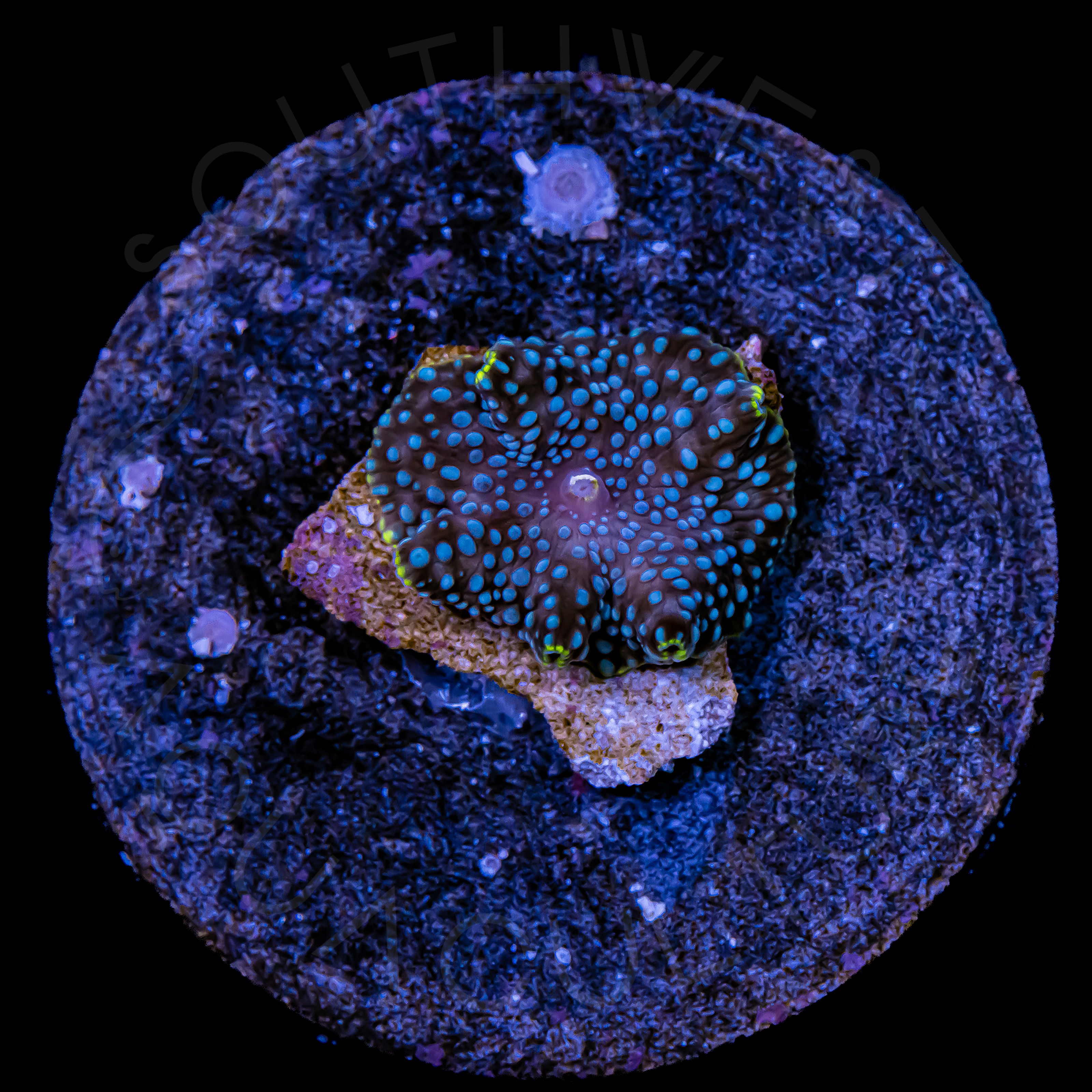 Blue Spotted Discosoma - WYSIWYG