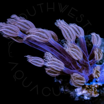 Vargas Cespitularia - WYSIWYG