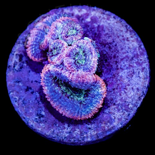 Smurfs Blood Zoanthids - WYSIWYG