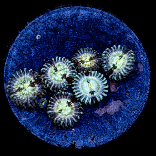 Smurfs Blood Zoanthids - WYSIWYG