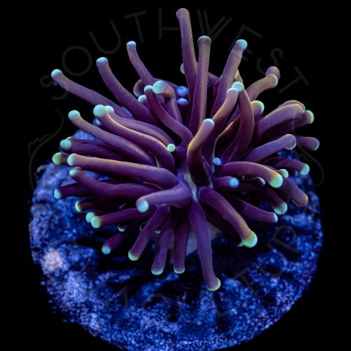 Smurfs Blood Zoanthids - WYSIWYG